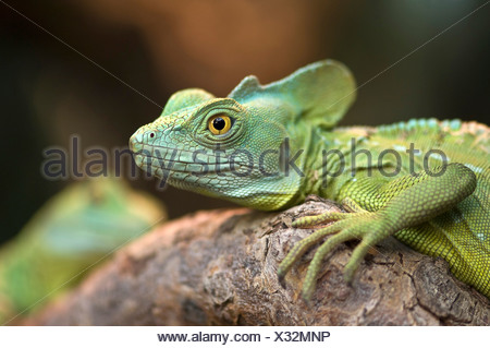 Plumed Basilisk lizard (Basiliscus plumifrons), feet and toes Stock ...