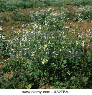 Wild radish or runch Raphanus raphanistrum seedling cotyledons and ...