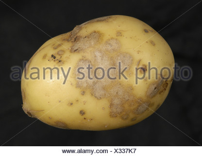 Silver scurf Helminthosporium solani on potato tuber skin Stock Photo ...