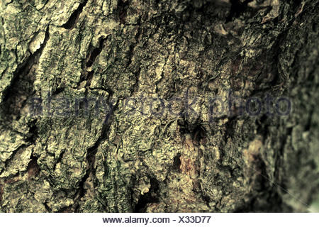 wafer ash, hop tree, stinking ash (Ptelea trifoliata), fruits Stock ...