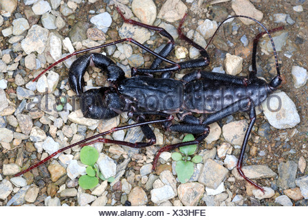 Uroproctus assamensis Family : THELYPHONIDAE RARE order arachnids Stock ...