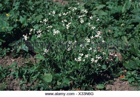 Wild radish or runch Raphanus raphanistrum seedling cotyledons and ...