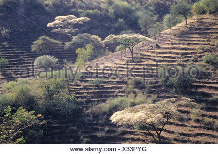 Ethiopia, Africa, South Ethiopia, Konso, tribe, minority, minority ...