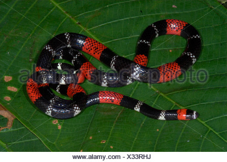 South American Coral Snake Micrurus lemniscatus Iquitos Peru Stock ...
