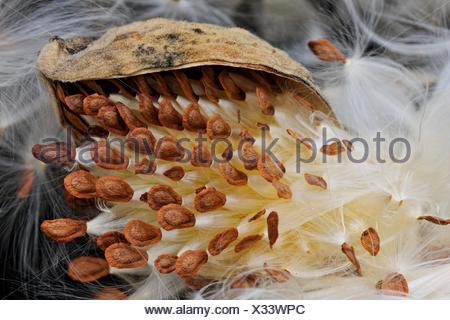 Bursting Milkweed Seed Pod Airborne Seed Dispersal Asclepias syriaca ...