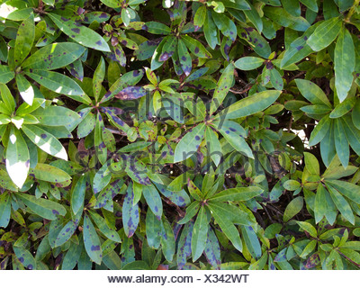 Rust fungus on rhododendron leaves Stock Photo - Alamy