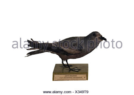 Guadalupe Storm Petrel EXTINCT SPECIES Oceanodroma macrodactyla Stock ...