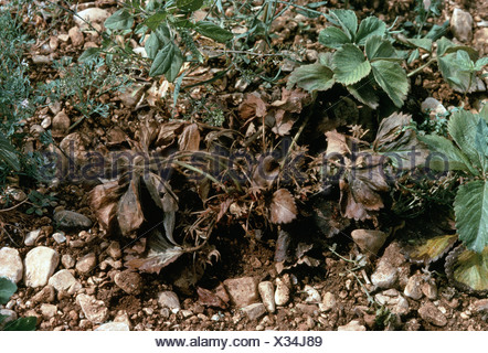 STRAWBERRY CROWN ROT Phytophthora cactorum SECTION THROUGH INFECTED ...