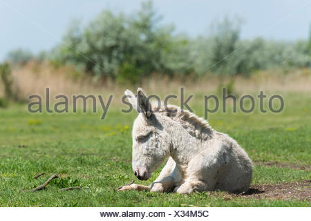 Austria-Hungarian white donkey or Baroque Donkey (Equus asinus Stock ...