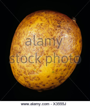Cold damage to mango fruit in store Stock Photo: 33272436 - Alamy