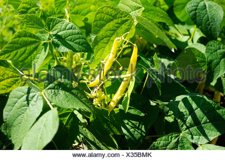 Butter beans growing in the vegetable garden Stock Photo - Alamy