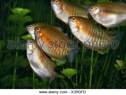 Aquarium Fish Golden gourami Trichogaster trichopterus Gold Stock Photo ...