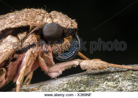 Xanthopan morganii praedicta sphinx moth Stock Photo - Alamy
