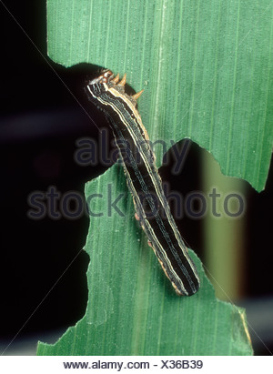 African armyworm Spodoptera exempta on damaged maize or corn leaves ...