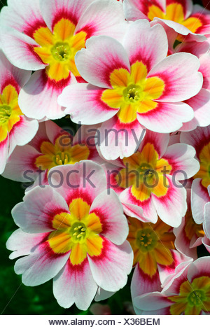 Flowering primrose hybrid (Primula vulgaris Hybride Stock Photo ...