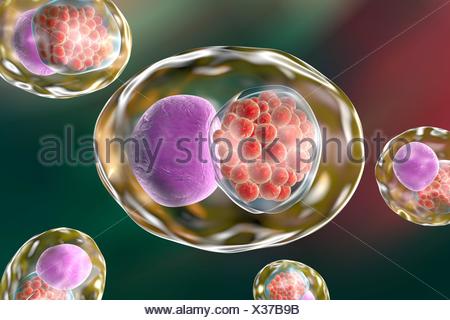 Chlamydia bacteria in a cell. Computer illustration showing an Stock ...
