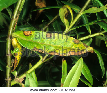Hebe leaf spot Septoria exotica on a hebe leaf Stock Photo - Alamy