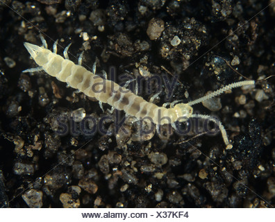 Symphylid or symphylan, Scutigerella immaculata, a soil pest of Stock ...