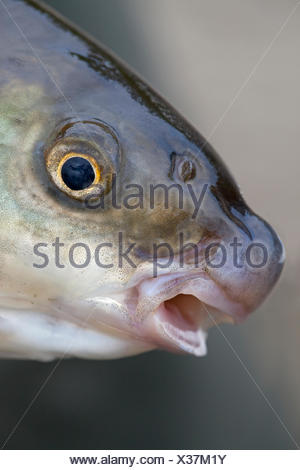 Common Nase (Chondrostoma nasus). Portrait of adult under water Stock ...