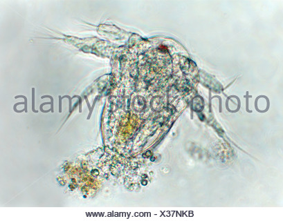 Copepod Cyclops sp. Single Eye Male UK Stock Photo - Alamy