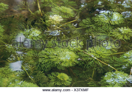 Asian marshweed, dwarf ambulia, ambulia, limnophila Limnophila Stock ...