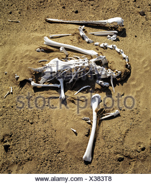 Pelican skeleton (Pelecanidae, Pelecanus Stock Photo: 17592630 - Alamy