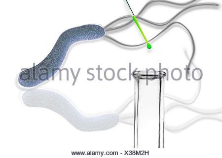 Helicobacter pylori, a harmful stomach bacteria in a test tube Stock ...