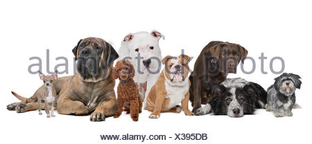 Group of eight dogs Stock Photo: 103355559 - Alamy