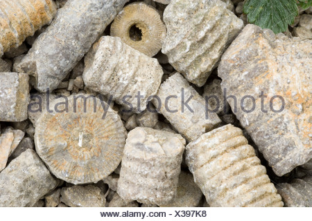 Crinoid fossils at Salthill Quarry nature reserve in Clitheroe Stock ...
