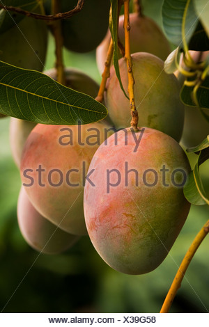 Mangoes growing on a mango tree in Ponce, Puerto Rico Stock Photo ...