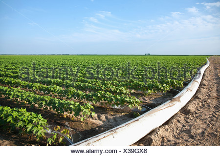 Furrow irrigation of a mid growth cotton crop utilizing a poly roll out ...