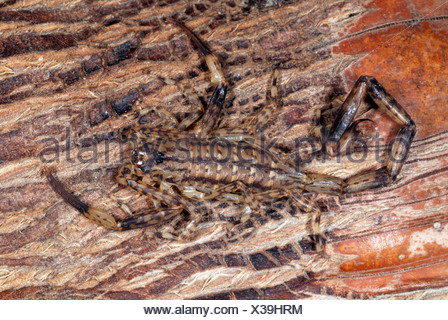 Isometrus sp. Family BUTHIDAE Bark scorpions Stock Photo: 22310387 - Alamy