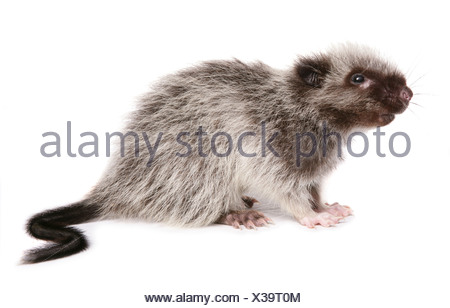 Northern Luzon Giant Cloud Rat (Phloeomys pallidus) juvenile, feeding ...