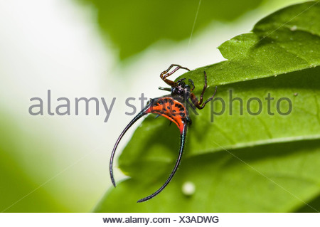 Curved spiny spider (Gasteracantha arcuata Stock Photo: 92124778 - Alamy