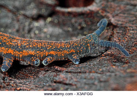 Peripatus, Velvet worm (Peripatoides novaezealandiae), portrait Stock ...
