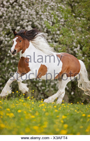 Tinker Pony horse - galloping on meadow Stock Photo: 39614624 - Alamy