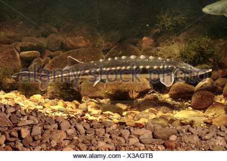 starry sturgeon, stellate sturgeon, sevruga (Acipenser stellatus Stock ...