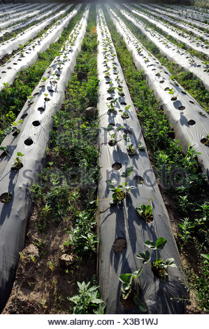 Strawberry plants growing under black plastic sheeting, UK Stock Photo ...