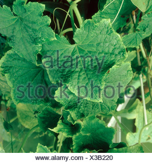 Potassium deficiency marginal leaf chlorosis symptoms on greenhouse ...