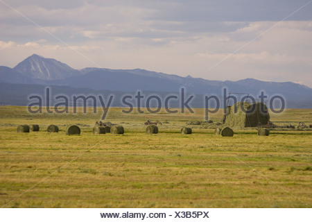 WISDOM MONTANA USA Huge mound of hay from hay slide during harvest in ...