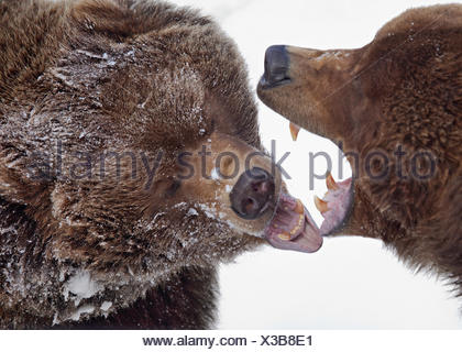 Bear enjoys the spring snow after waking up from his winter Stock Photo ...