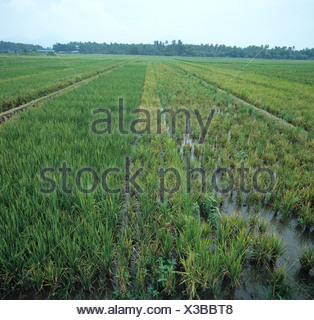 Rice plant infected with tungro virus in a paddy crop Stock Photo - Alamy