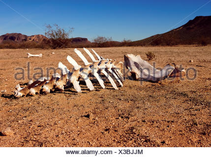 Animal bones in desert Stock Photo: 122412937 - Alamy