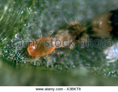 Predatory mite (Typhlodromus pyri) feeding on Panonychus ulmi prey mite ...