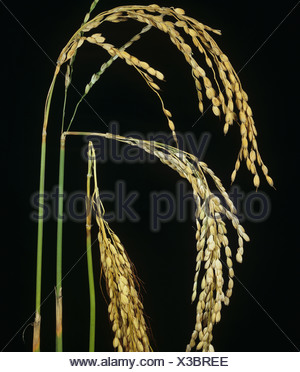 Rice neck & ear blast (Pyricularia grisea) on mature rice crop in ear ...