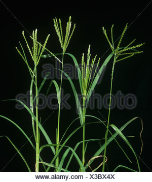 Crowsfoot grass or goosegrass Eleusine indica prostrate grass weed ...