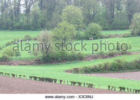 Bocagelandschap met hagen en bomen, Viroinvallei, Belgi Bocage Stock ...