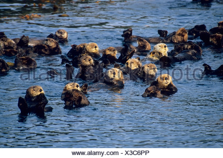 Group of sea otters floating in Sitka Sound, near Sitka, Southeast ...