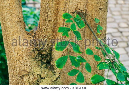 Haematoxylum campechianum bloodwood tree Stock Photo - Alamy