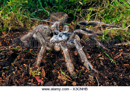 Horned baboon spider, African Rear-horned Baboon, Burst Horned Stock ...